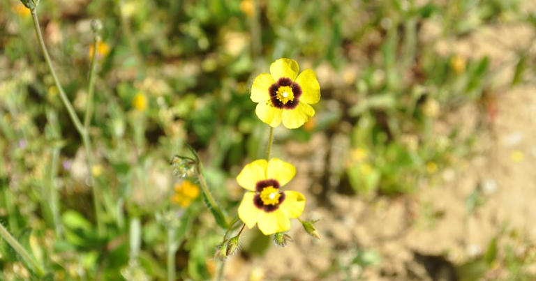 Hierba timotea: beneficios, usos, valor nutricional y aplicaciones en ...