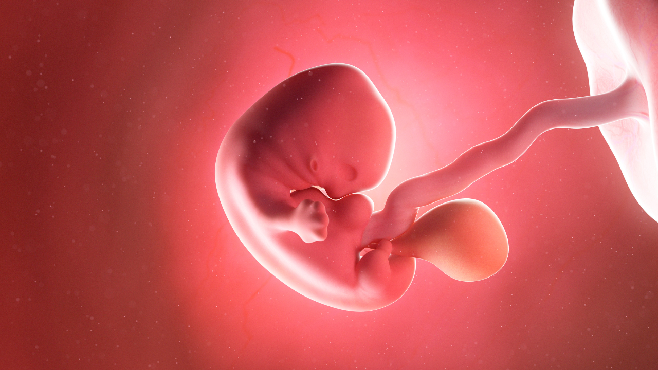 Embryo Banking vs. Embryo Pooling: What’s the difference, and which one ...