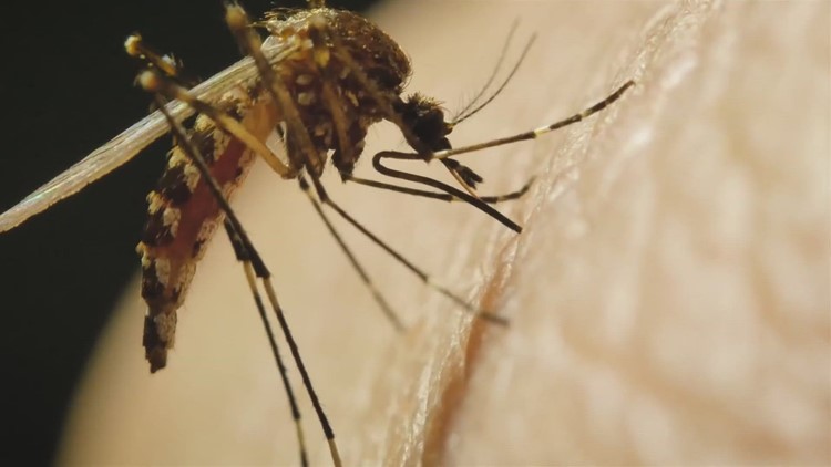 First Sacramento County mosquito sample of season tests positive for ...