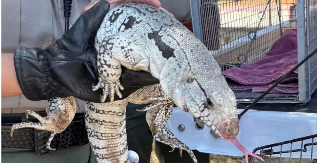 Invasive Lizard Found At A California Park, Sparking Investigation And Hunt