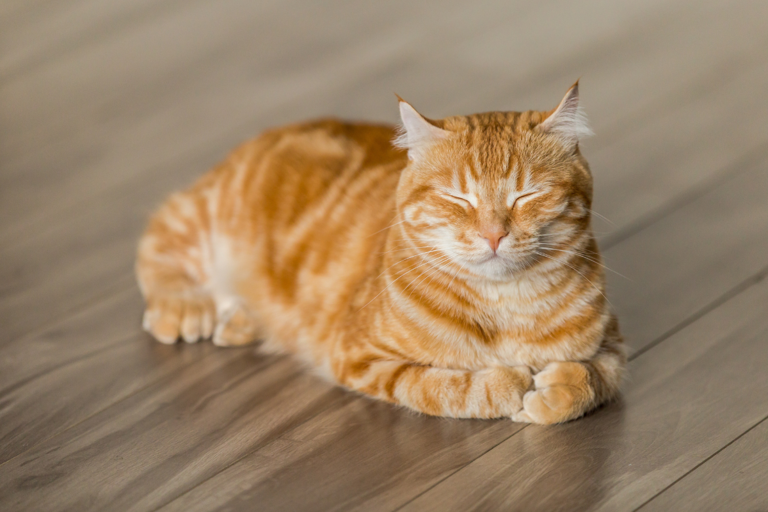 Is Your Cat a Psychopath? Science Says… Probably Yes!