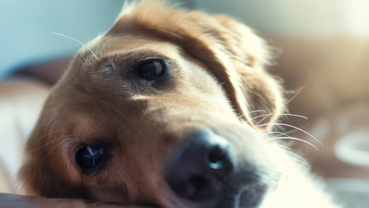 6 signs your dog is feeling unwell or in pain