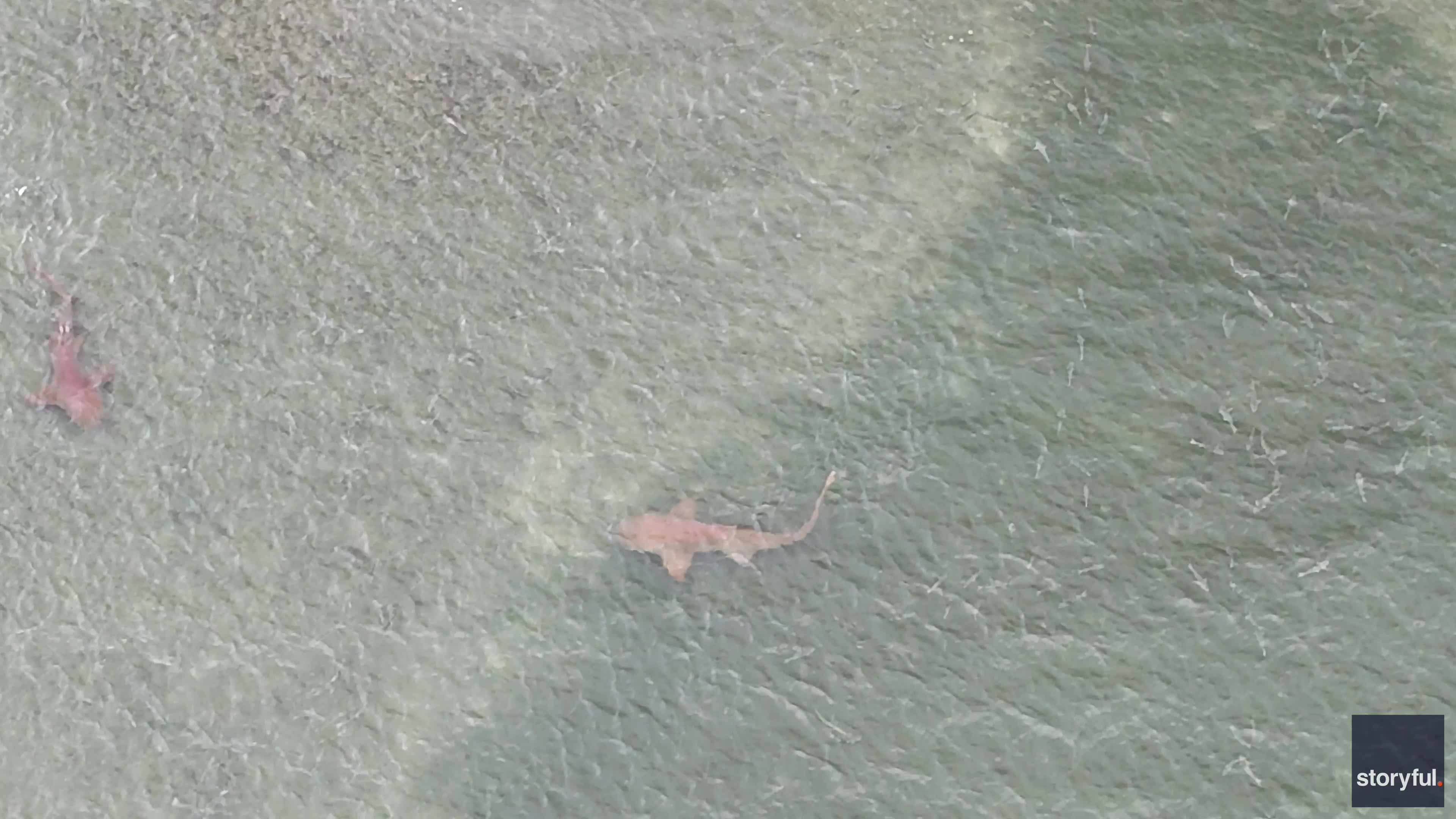 Nurse Shark Flips Companion Over