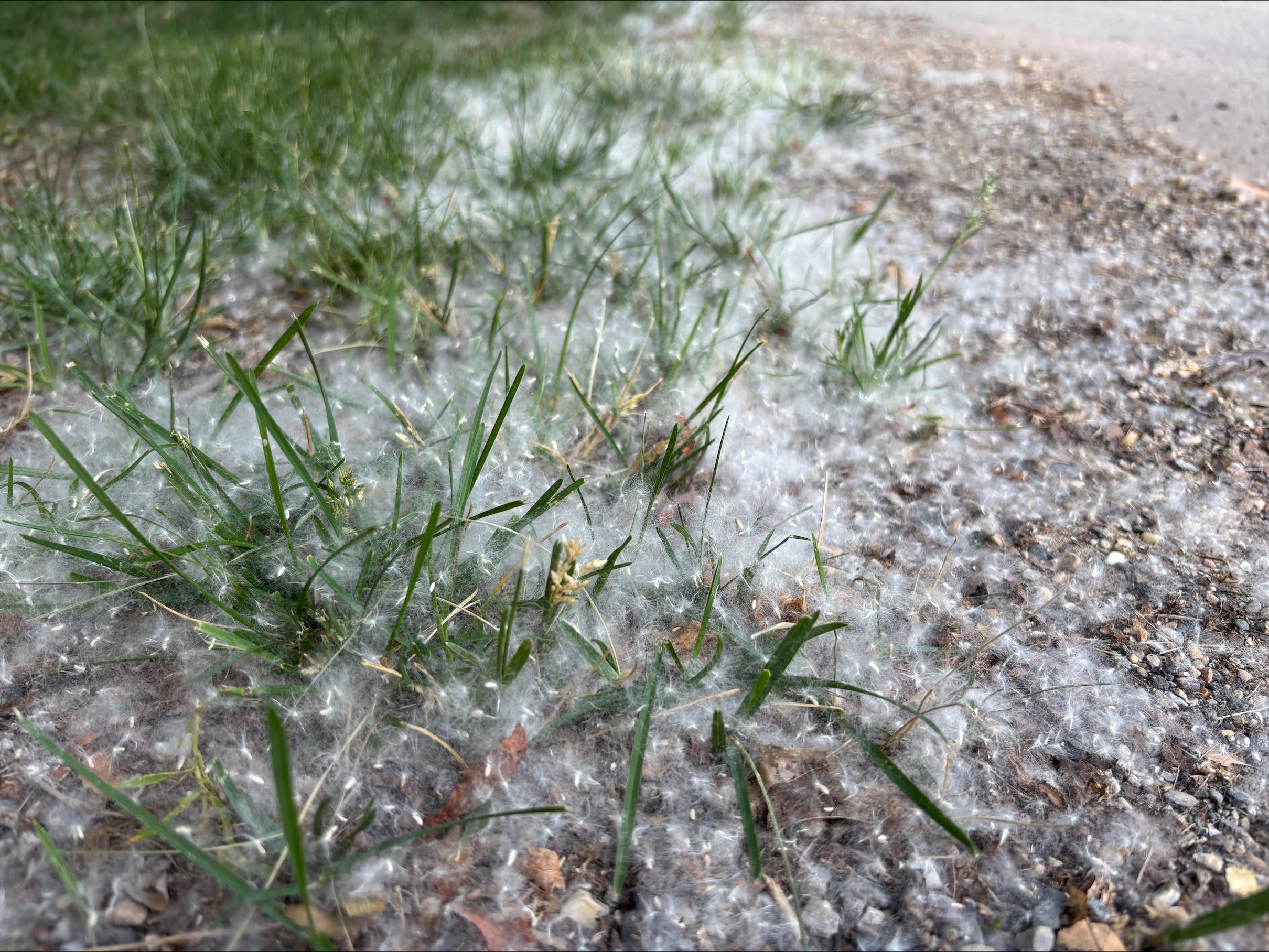 Michigan's cottonwood blizzard is starting. Why they're making a mess