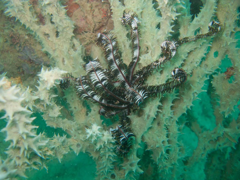 Night divers spot reddish sea creature with 17 arms in Palau. It's a ...