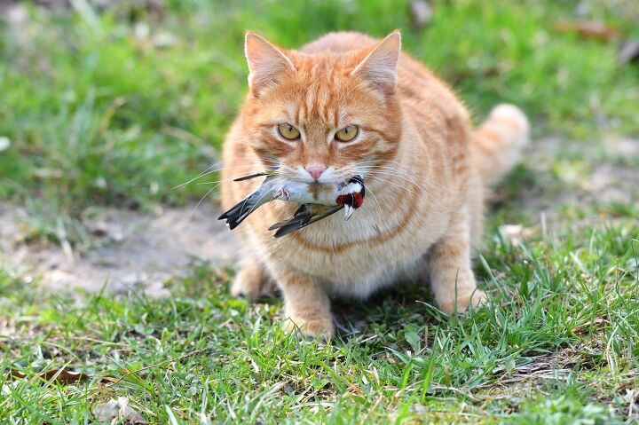 How To Stop Your Cat From Catching Wildlife