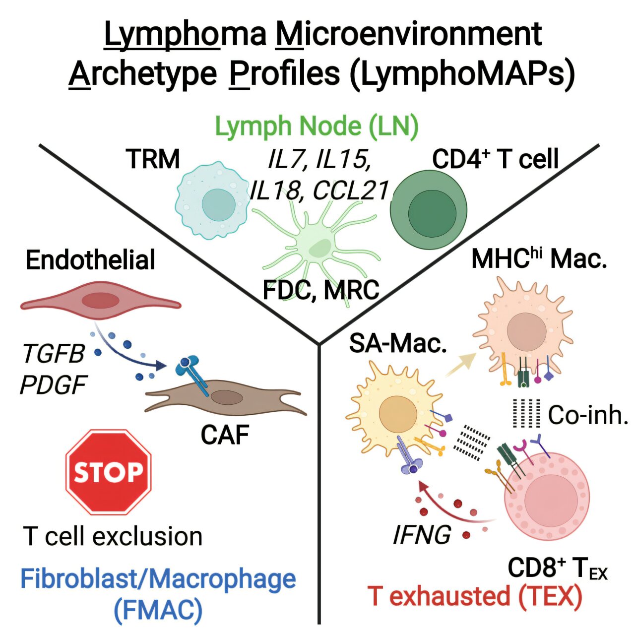 B-cell lymphoma study identifies traits tied to greatest benefit from ...