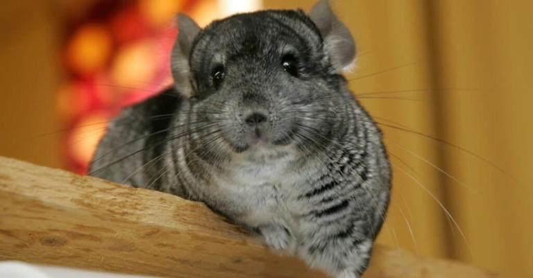 What Do Chinchillas Eat? A Guide to Their Diet
