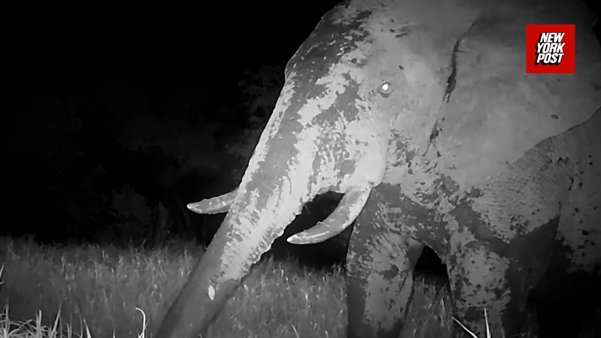 Extremely rare 'Ghost Elephant' captured on remote park camera in West ...