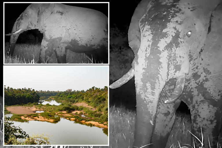 Mysterious, endangered ‘ghost elephant’ seen for the first time in ...