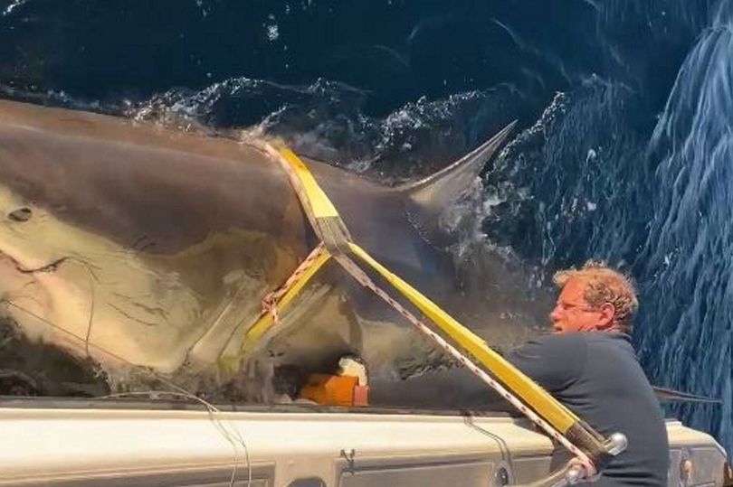 14-foot great white shark resurfaces near crowded beaches sparking ...