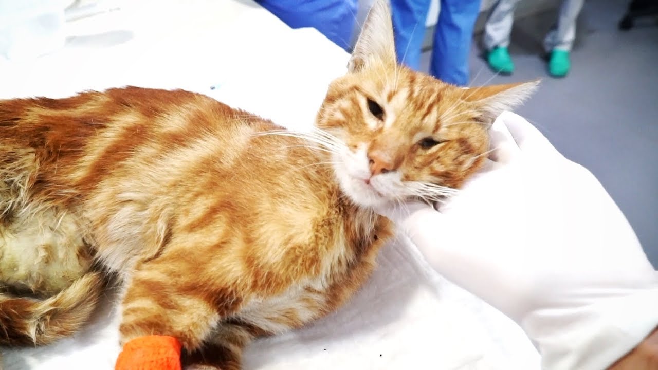 Abused kitten with two broken legs rescued from the trash