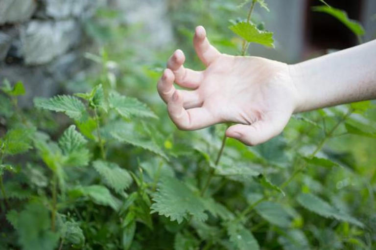 Ortiga: Características, Propiedades, Usos y Beneficios para la Salud y ...