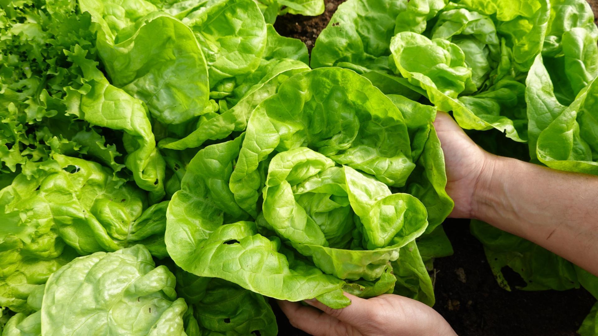 Ni escarola ni romana: la lechuga que es la joya del supermercado, pero ...