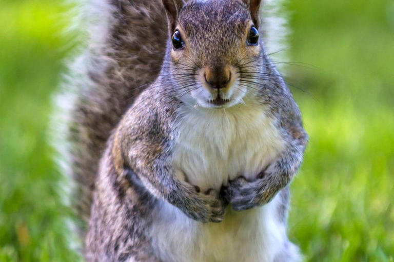 Red squirrels are enjoying a comeback as forest predator gobbles up ...