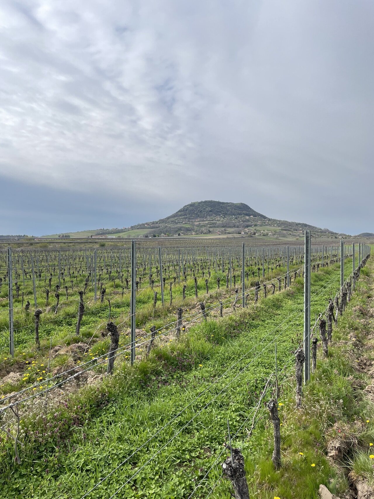 Birds and bats can provide economic benefits to vineyard farmers ...