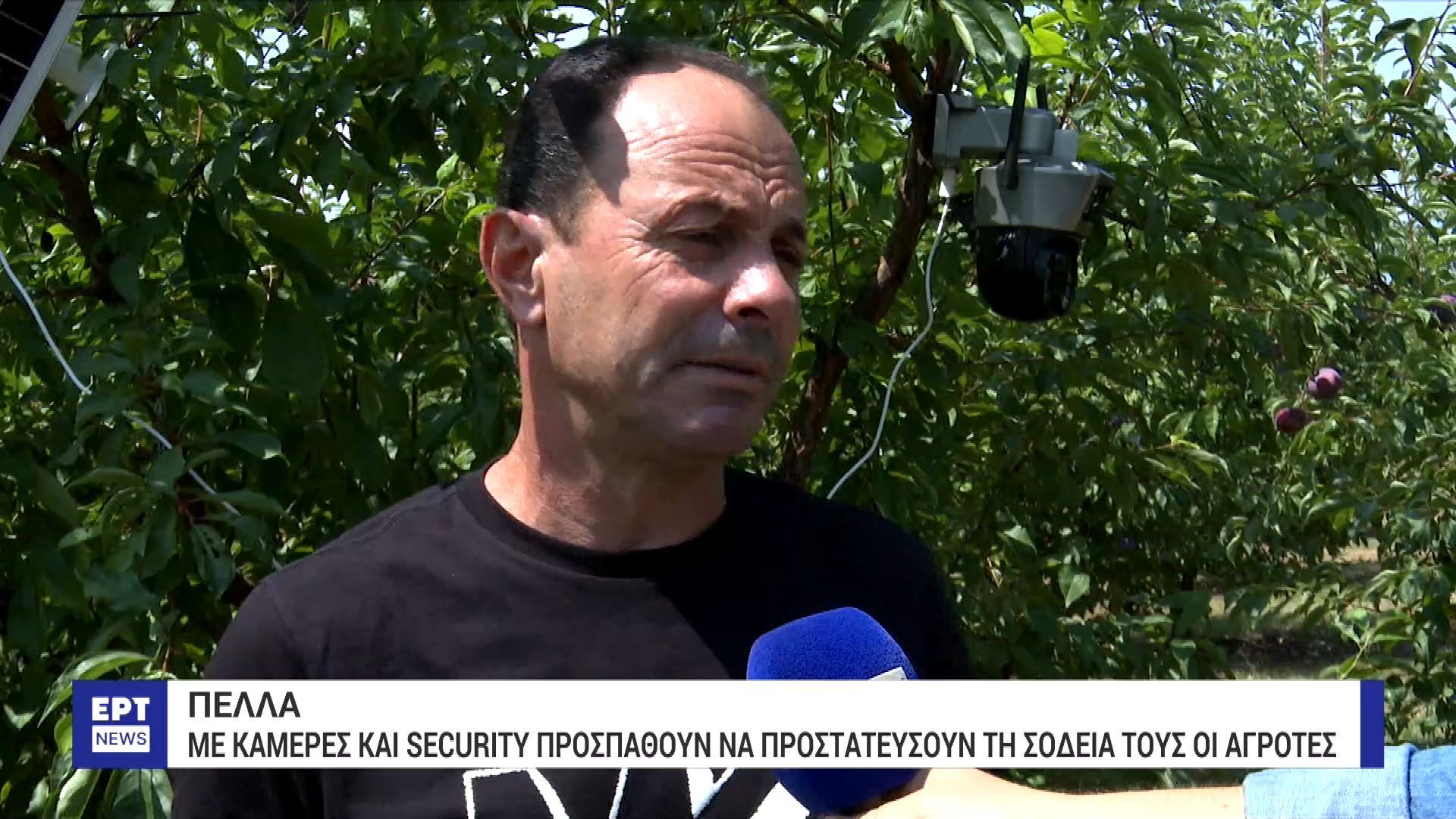 Πέλλα: Με κάμερες και security προσπαθούν να προστατεύσουν τη σοδειά ...