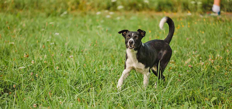 Why is My Dog’s Nose Running?