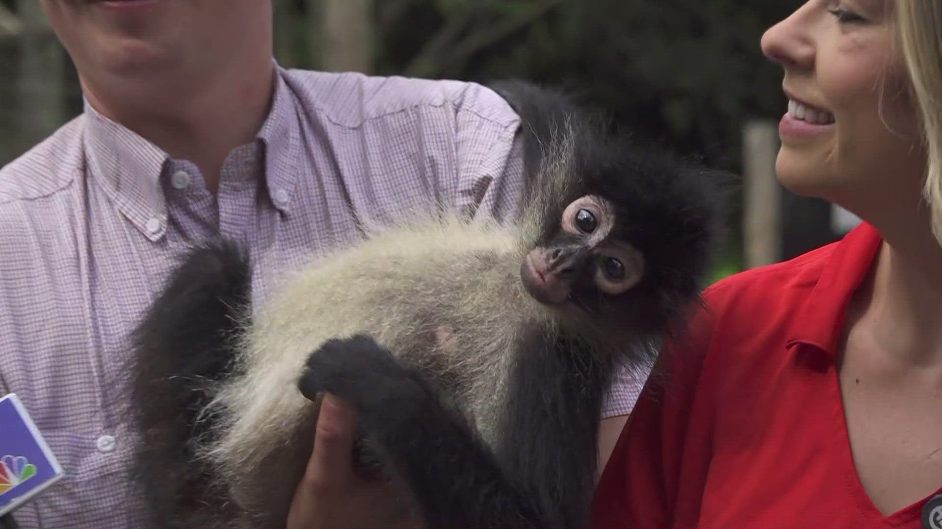 Meet Marley, the spider monkey, in Anderson County!