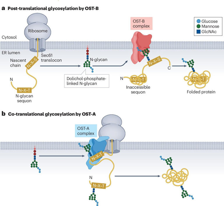 Researcher's lifelong work sheds light on neurodegenerative diseases ...