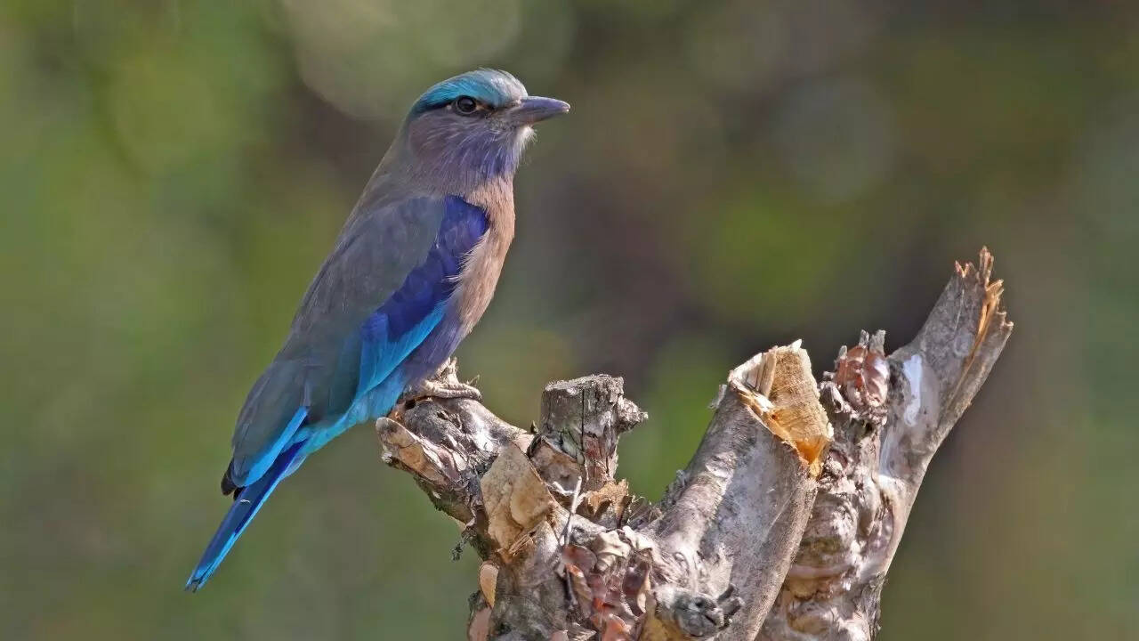 7 of India’s most colourful birds that look straight out of a painting