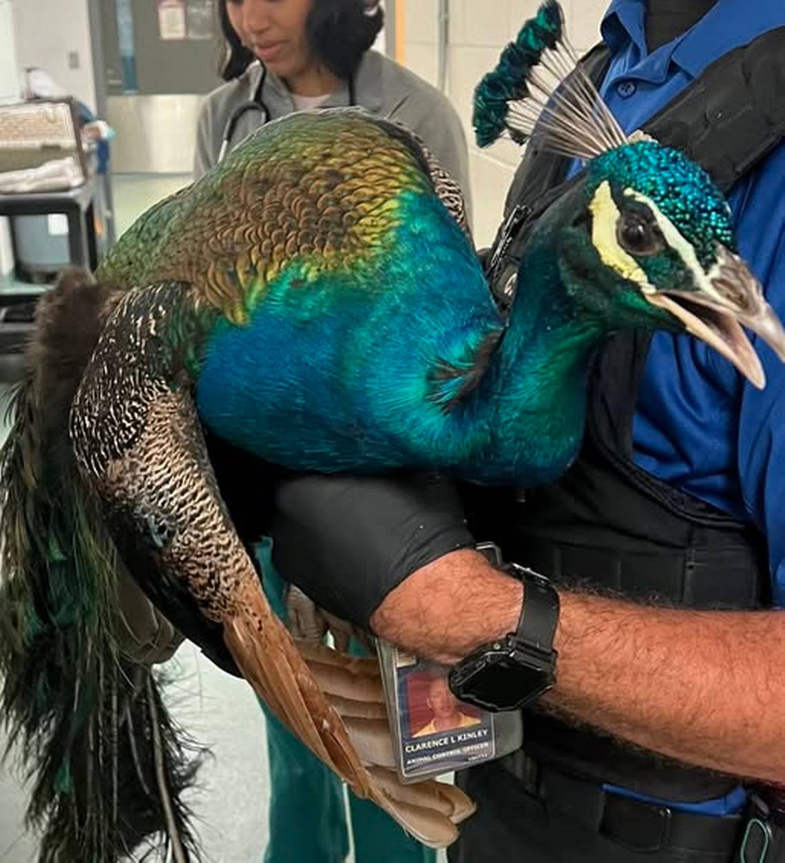 Stray peacock rounded up in Raleigh, one of a string of exotic NC runaways