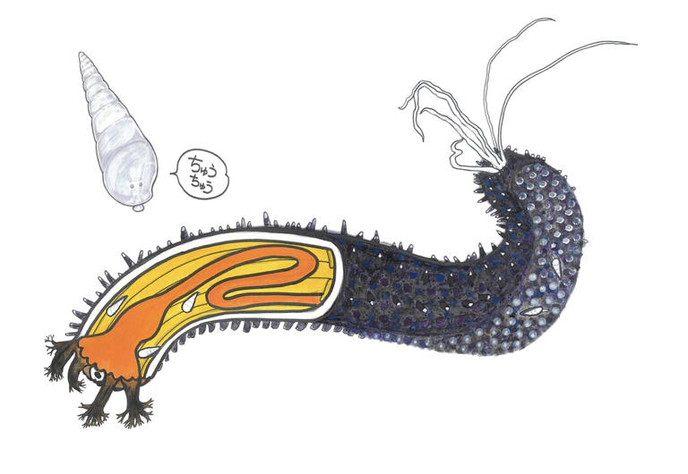 Studying tiny parasites in Japanese sea cucumbers