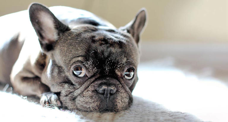 Why is My Dog Breathing Fast?