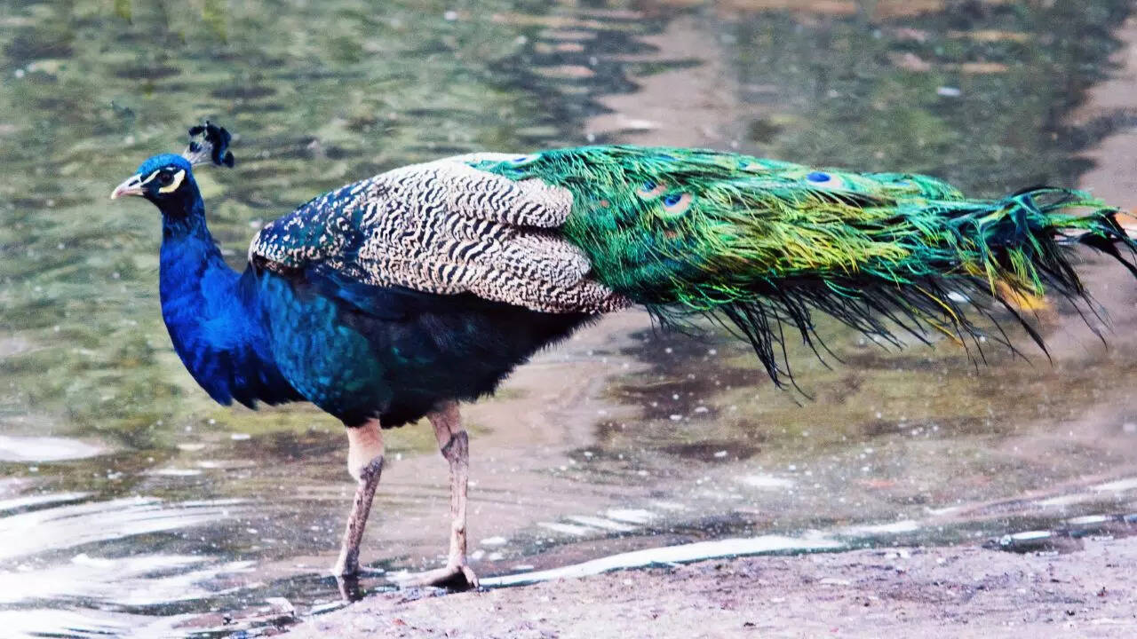 7 of India’s most colourful birds that look straight out of a painting