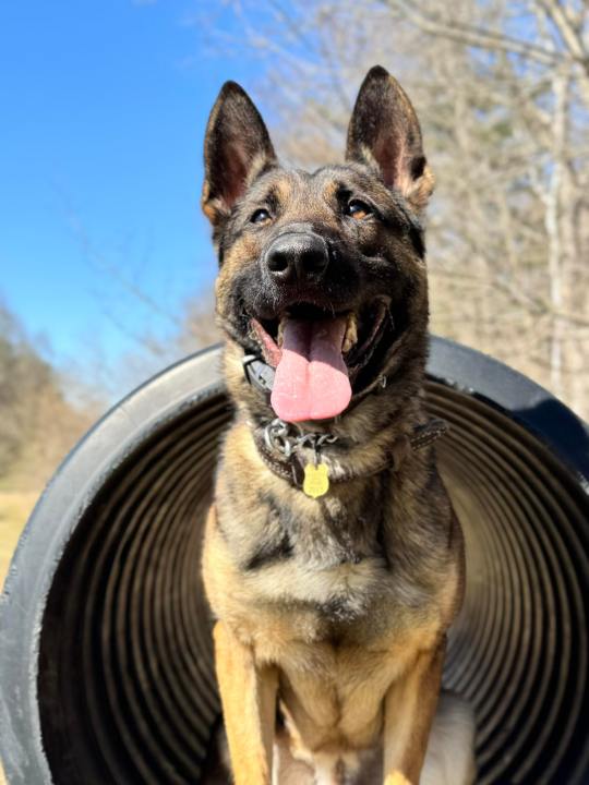 K-9 tracks motorcycle operator after crash in Stafford