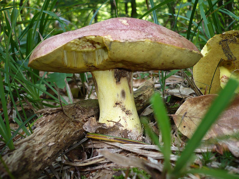 Boletus regius: características, hábitat, ecología y comestibilidad del ...