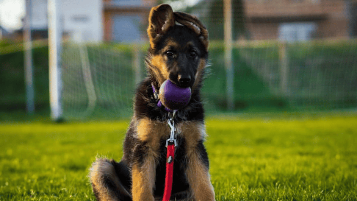 5 K9 breeds known for their protective instincts, ideal for family life