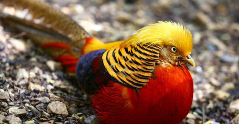Birds with the Most Dazzling Hairdos