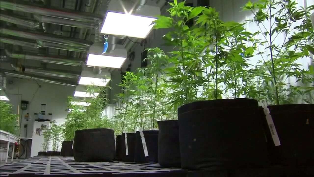 This is Minnesota's first license for a recreational cannabis ...