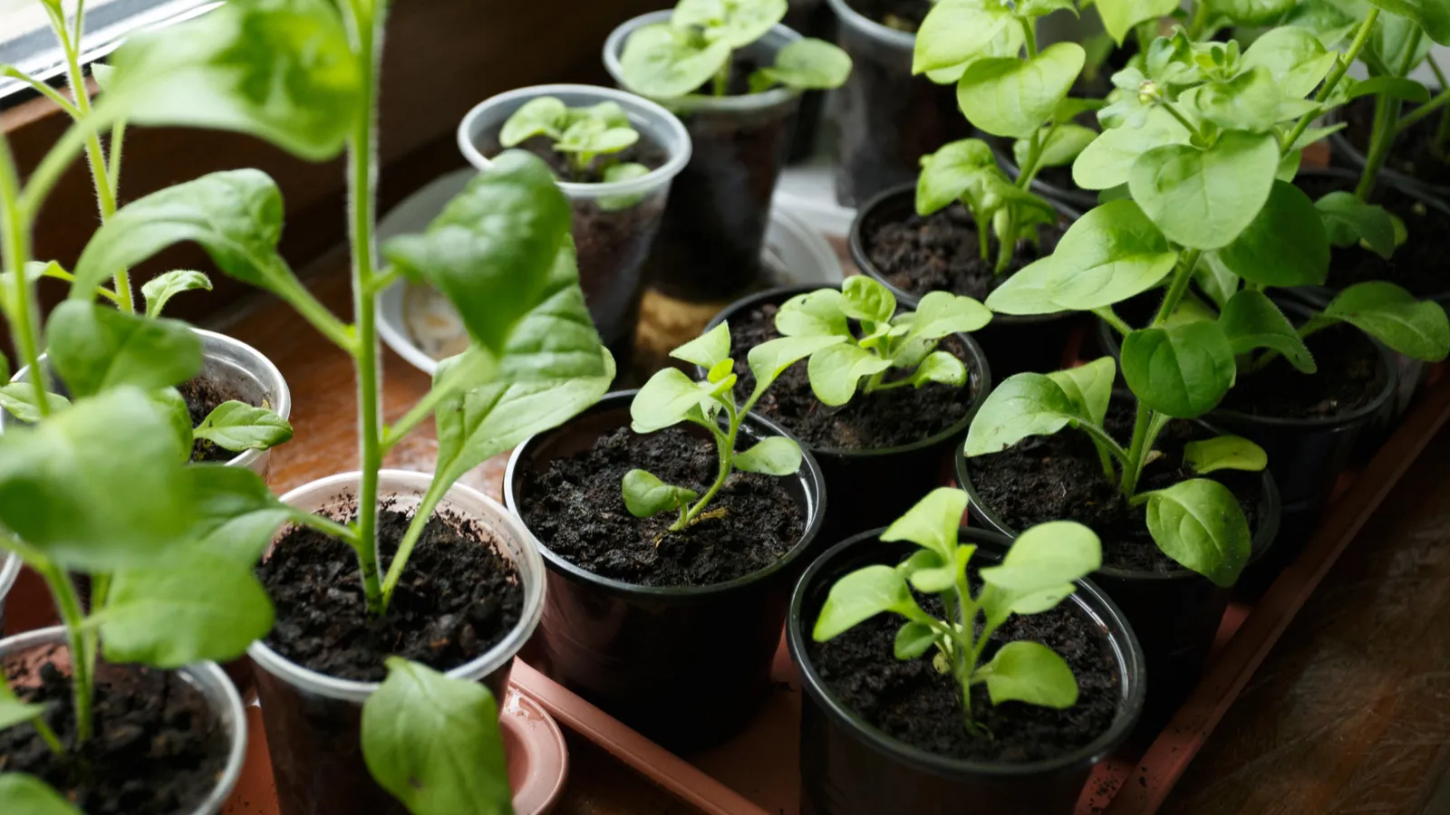 Growing Food in Small Spaces (Tips from Master Gardeners)