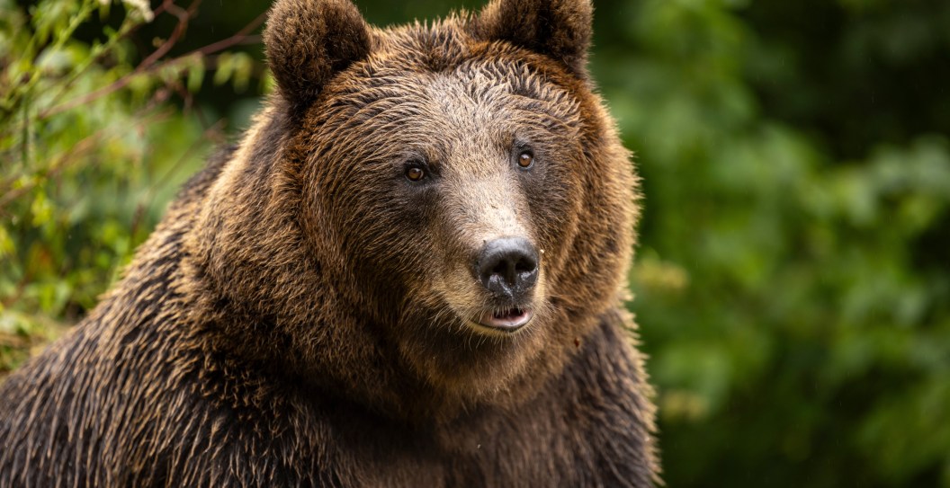 Man living with bear under his California home threatens to sue officials