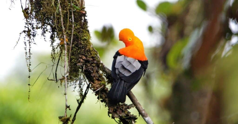Birds with the Most Dazzling Hairdos