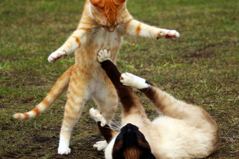 Is Your Cat a Psychopath? Science Says… Probably Yes!