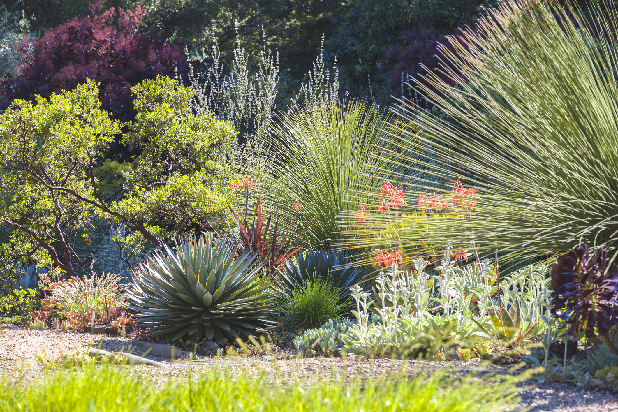 10+ Beautiful Xeriscaping Plants for a Low-Water Garden