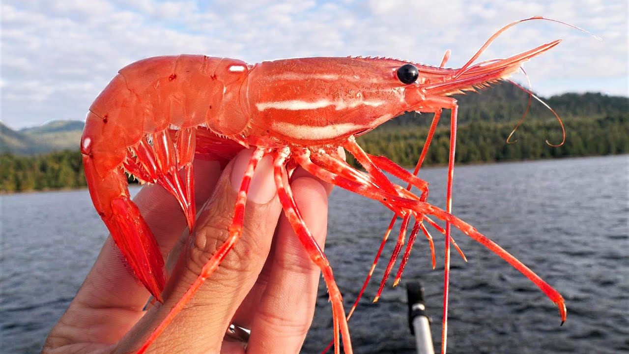 Catching and Cooking $1,500 Worth of Buttery, Juicy Spotted Prawns!!