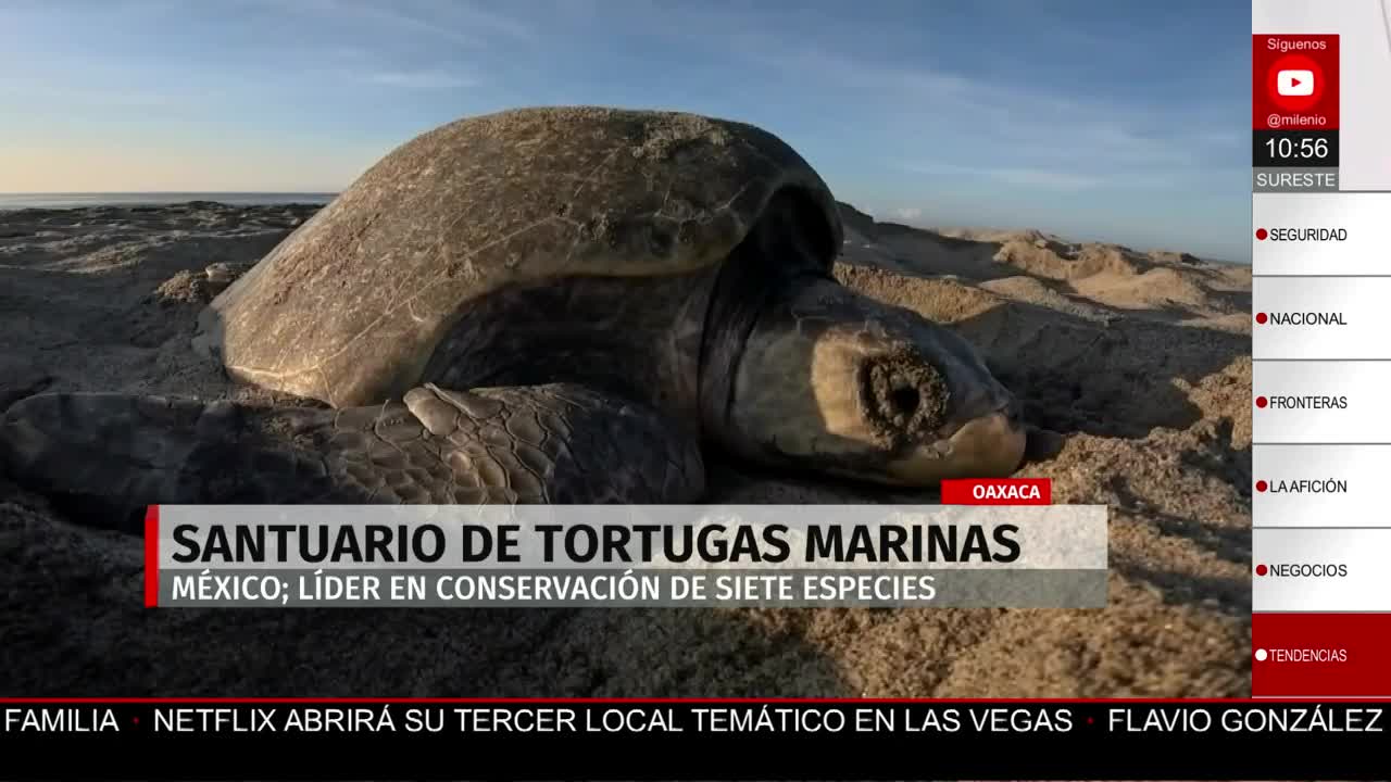 México se convierte en líder en conservación de siete especies de ...