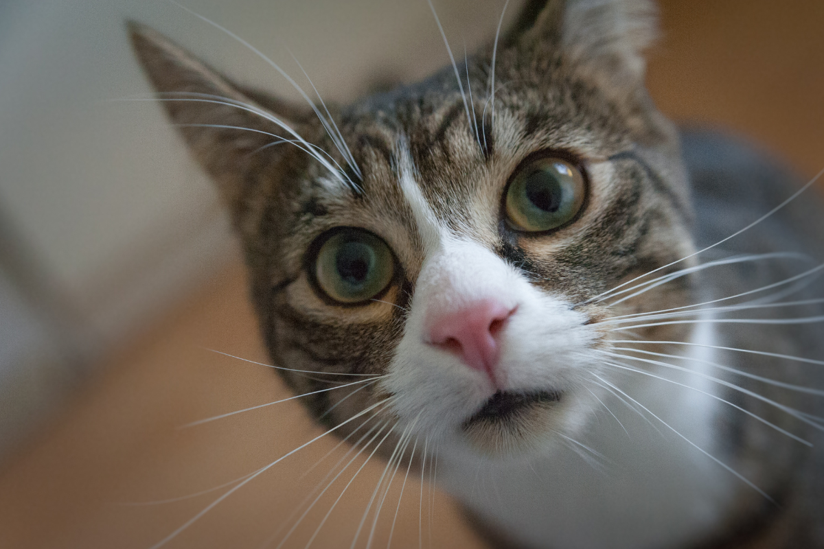 Is Your Cat a Psychopath? Science Says… Probably Yes!
