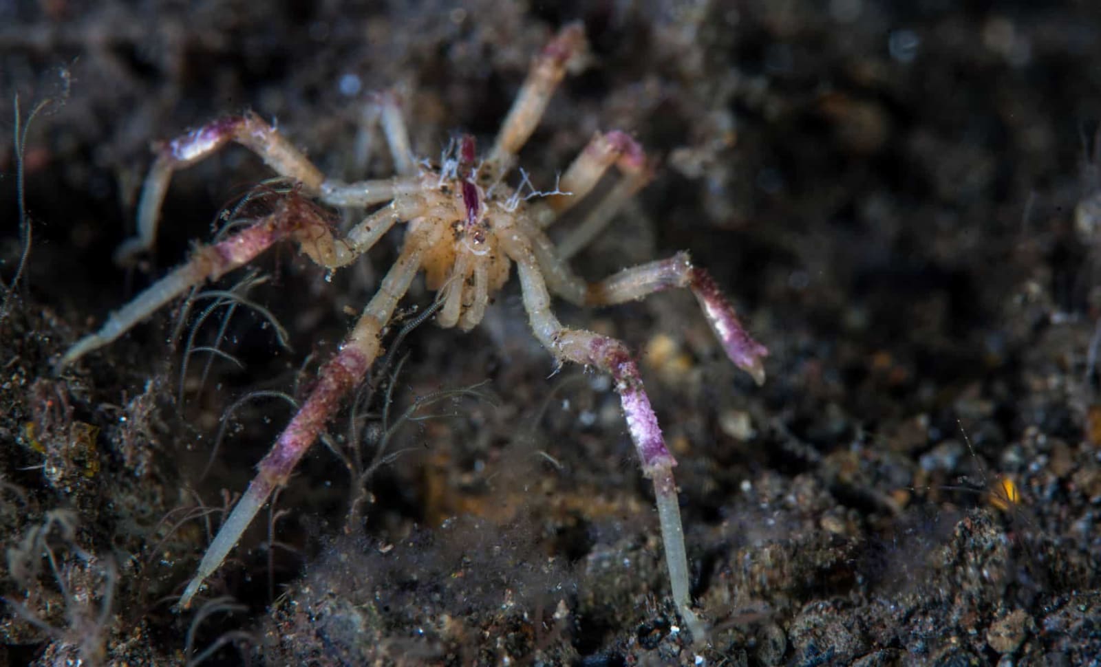 Sea Spiders Are Grazing on Methane—They’re Changing What We Know About ...
