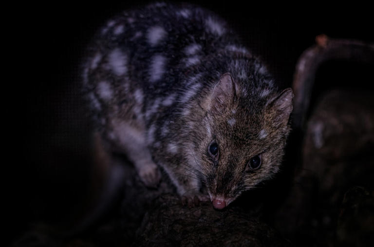 It's Not Photoshop: This Rare Marsupial Actually Glows In The Dark