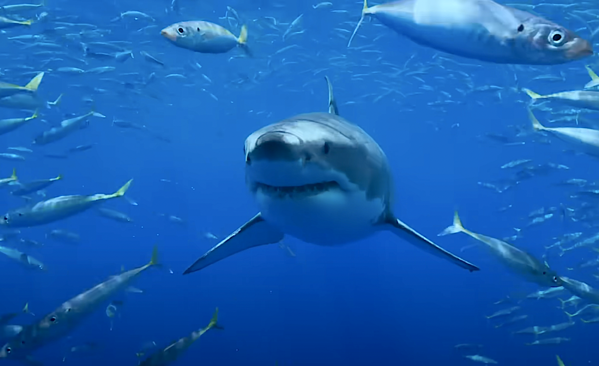 Reality TV Meets Sharks: Netflix’s New Series Looks Wild