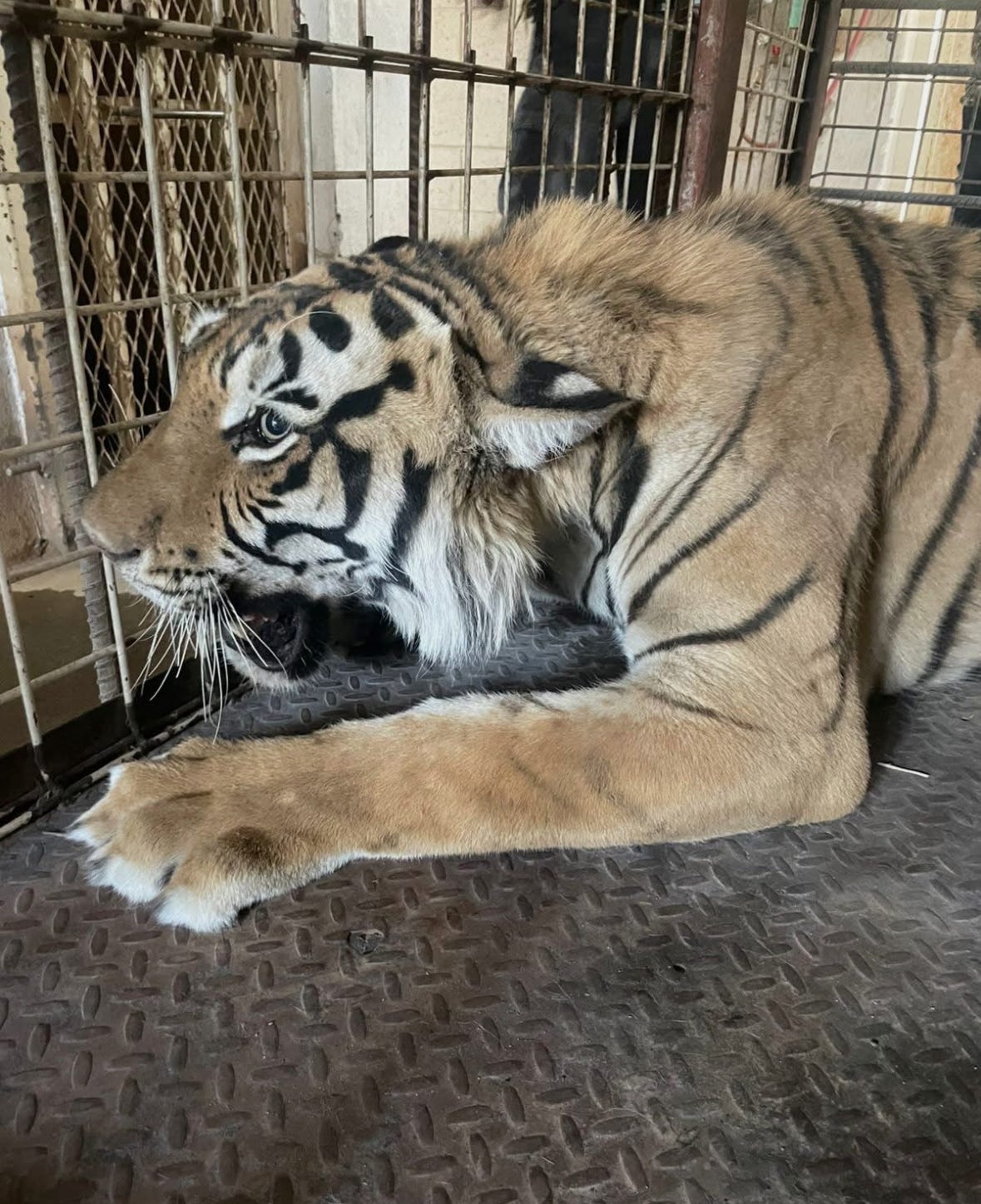 Tiger found in Juárez with no water or documents seized by Mexican ...