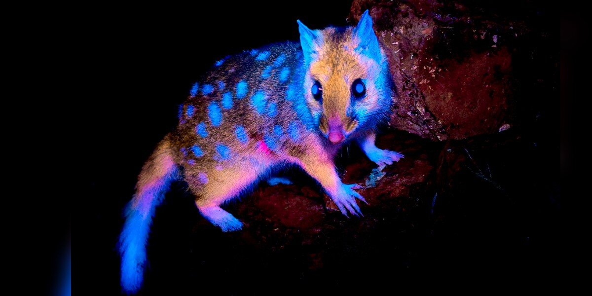 It's Not Photoshop: This Rare Marsupial Actually Glows In The Dark