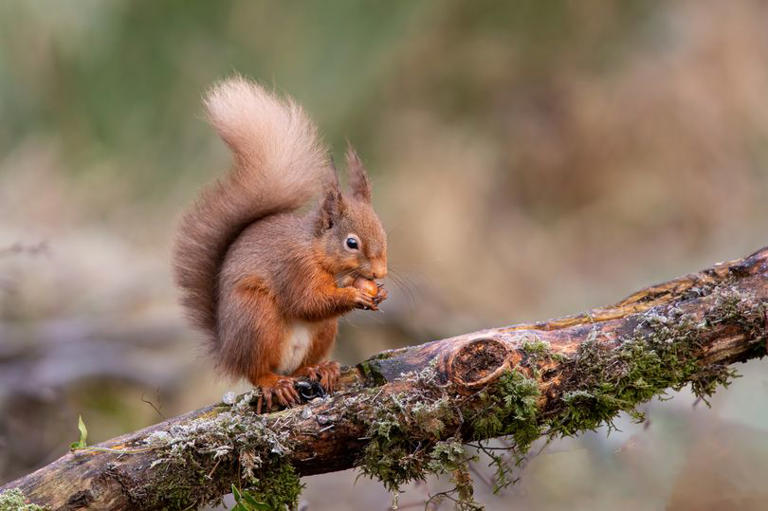 Red squirrels are enjoying a comeback as forest predator gobbles up ...
