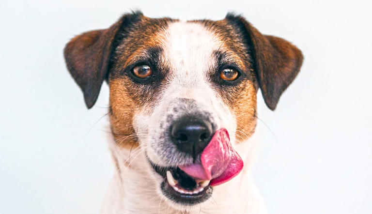 Why is My Dog’s Nose Running?