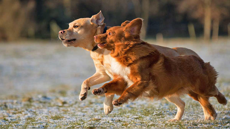 Why is My Dog’s Nose Running?
